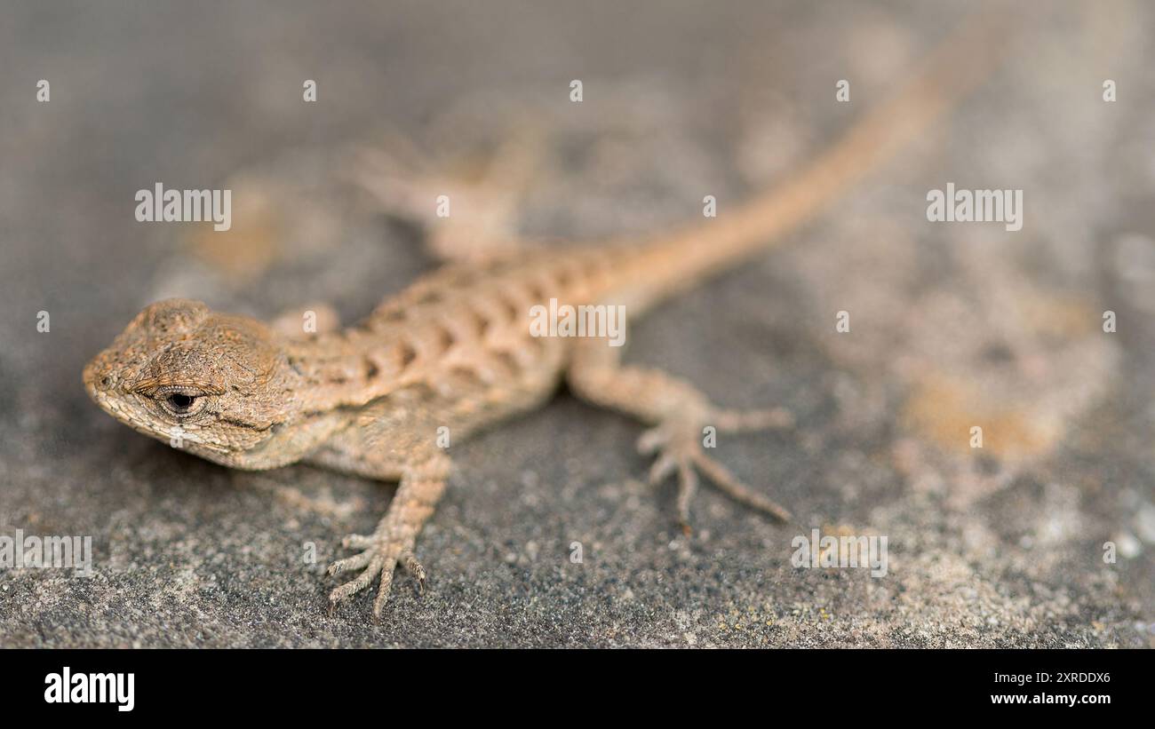 Western fence lizard juvenile hi-res stock photography and images - Alamy