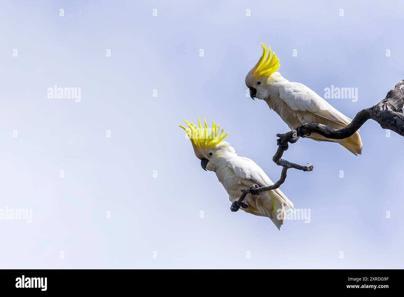 A large white parrot with a distinctive sulphur-yellow crest, a dark ...