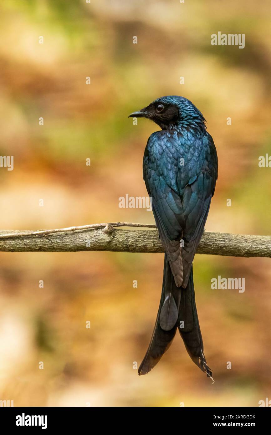 The Black Drongo (Dicrurus macrocercus) is a medium-sized bird with ...