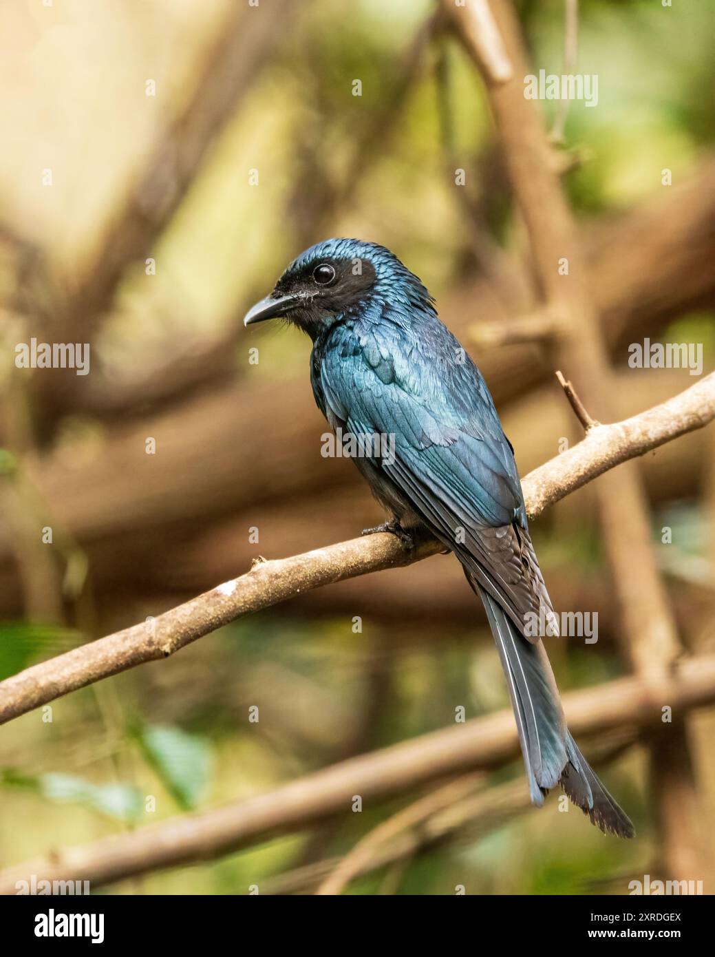 Forked tail drongo hi-res stock photography and images - Alamy