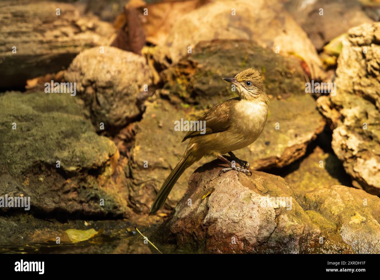 Yellowish underparts hi-res stock photography and images - Alamy