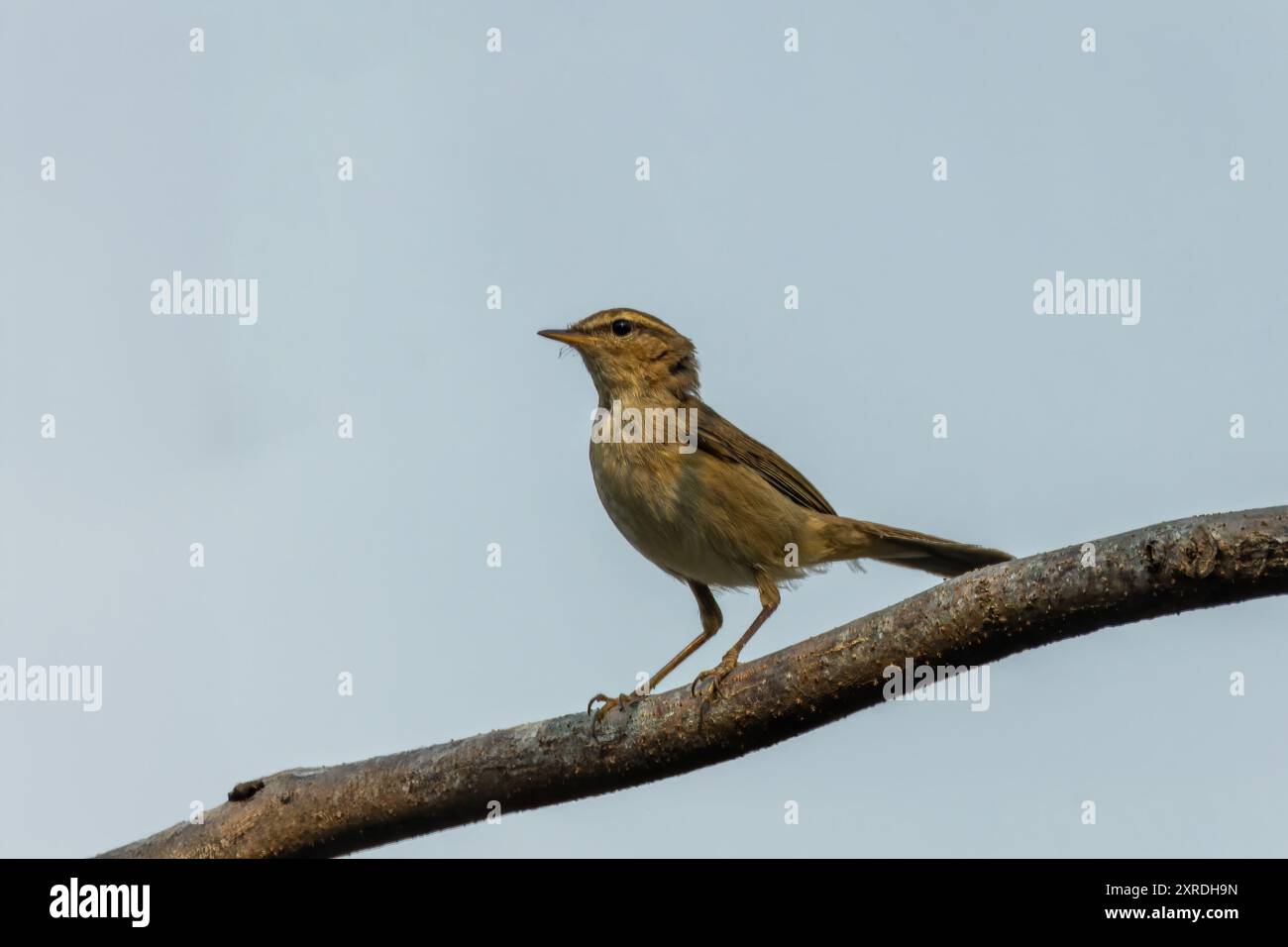 Faint supercilium hi-res stock photography and images - Alamy