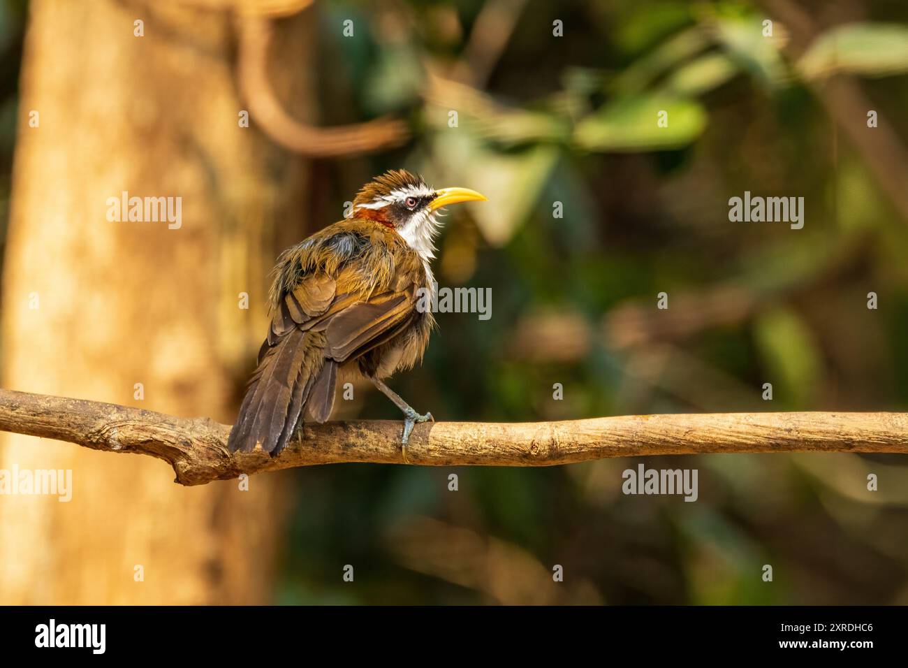 The White-browed Scimitar Babbler (Pomatorhinus schisticeps) is a ...