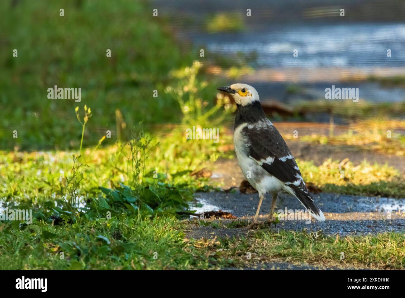 Black bird white collar hi-res stock photography and images - Alamy