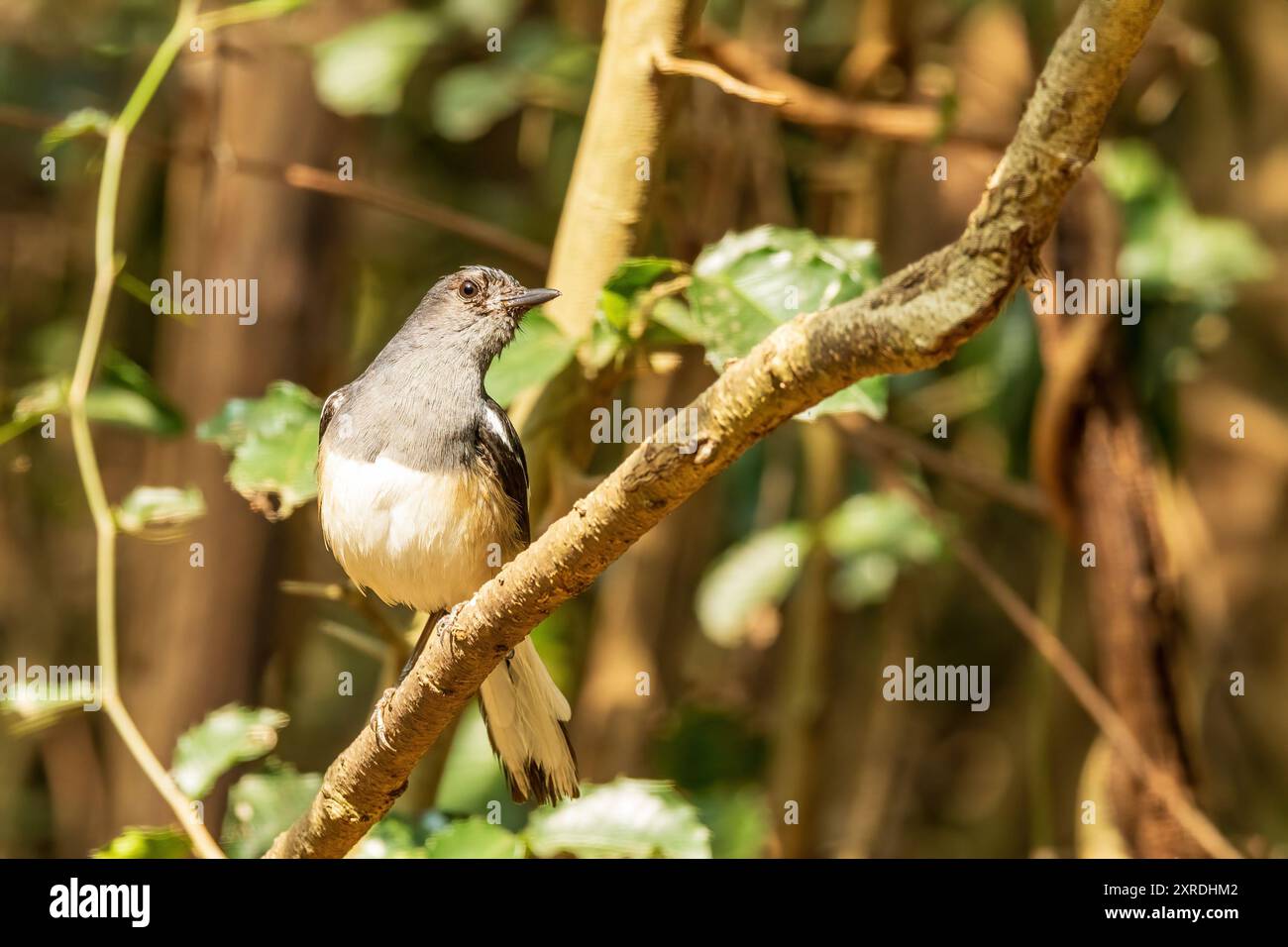 The female Oriental Magpie-robin (Copsychus saularis) has greyish-brown ...