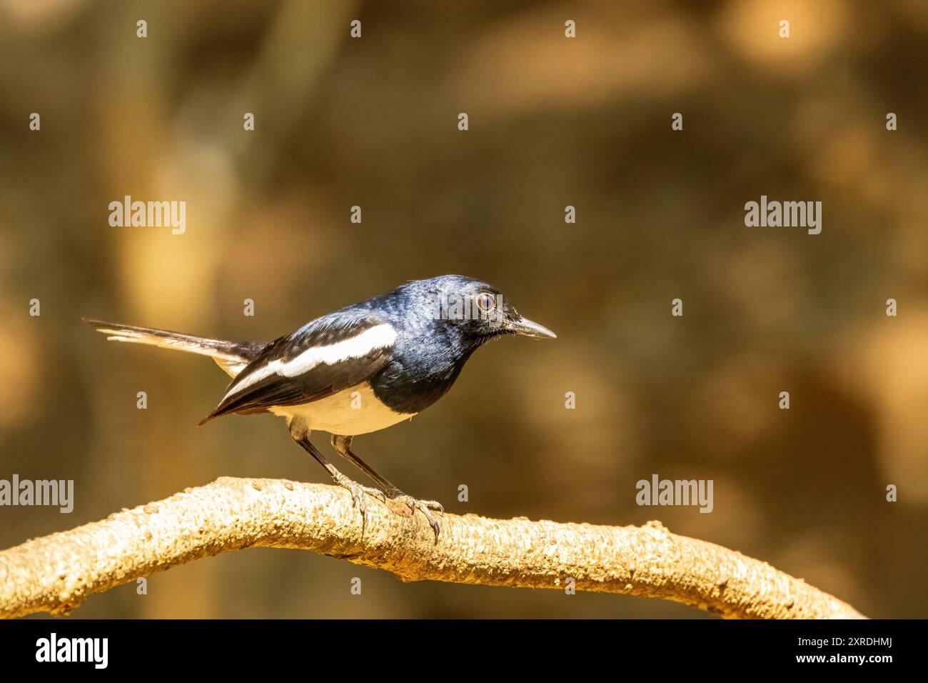 The male Oriental Magpie-robin (Copsychus saularis) has striking black ...