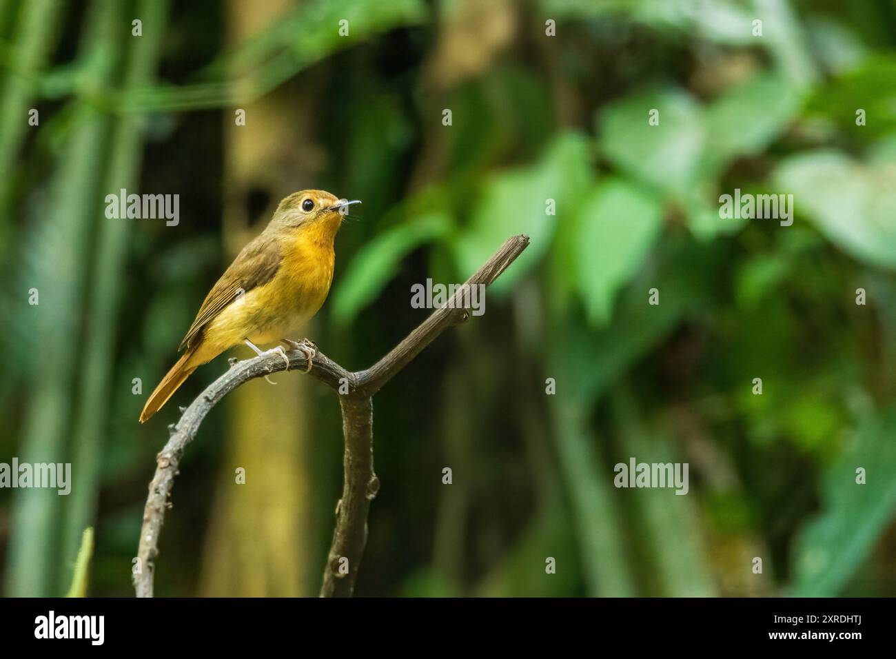 The female Blue-throated Blue Flycatcher (Cyornis rubeculoides) is a ...