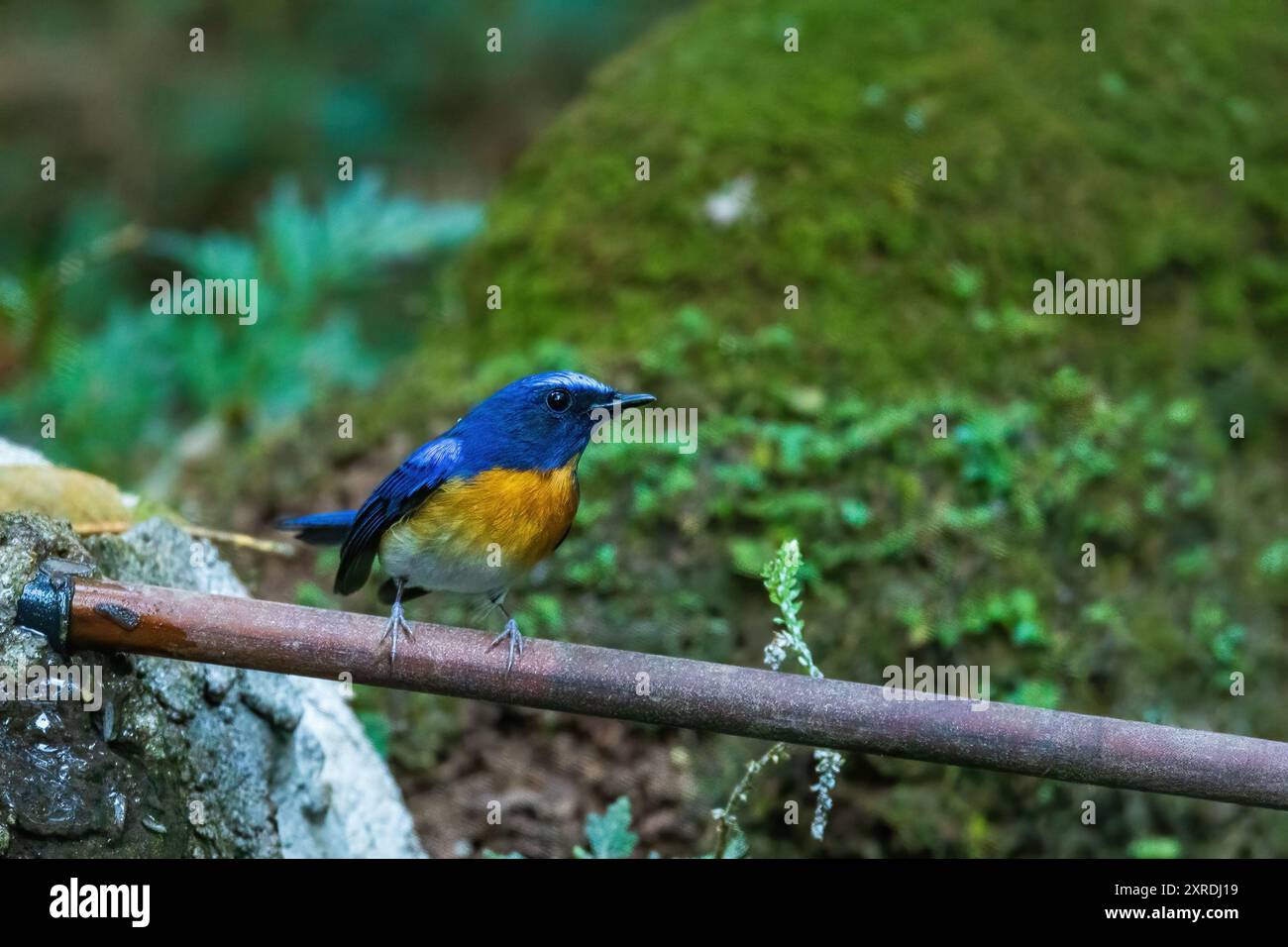 The male Blue-throated Blue Flycatcher (Cyornis rubeculoides) is a ...
