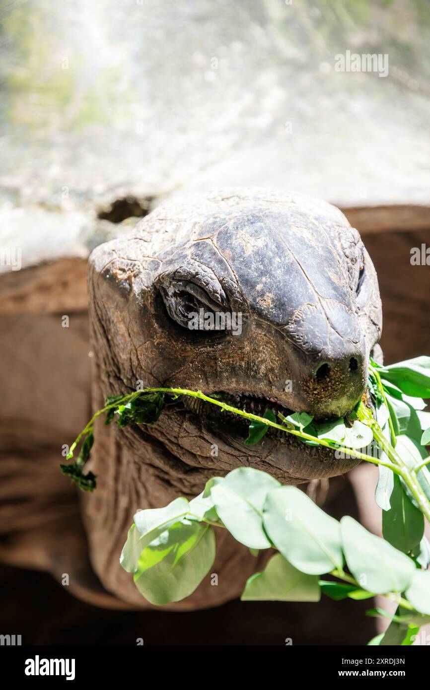 Giant tortoise eating green leaves. Close up view of feeding wild ...