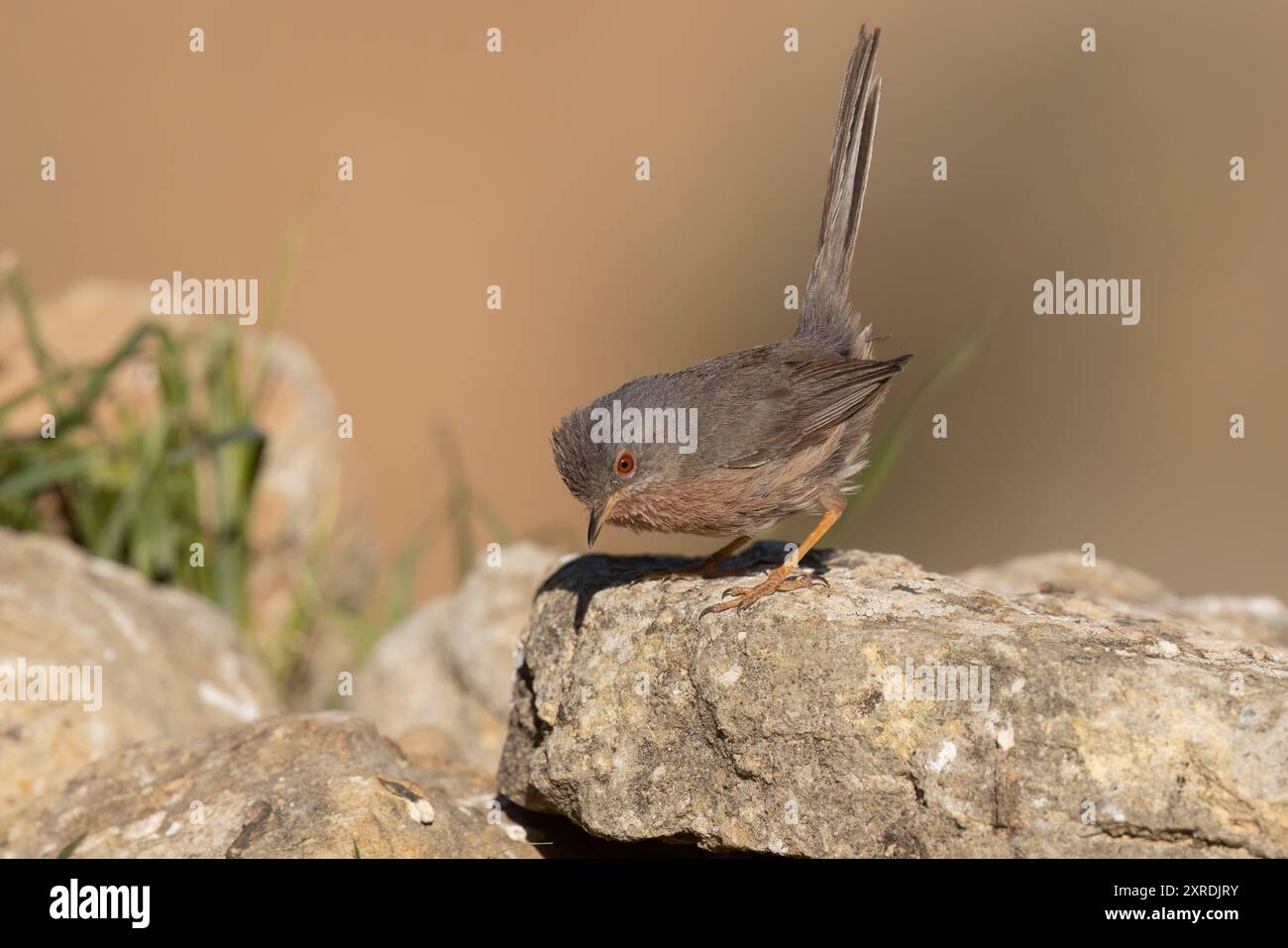 Dartford's Warbler, Hide El Hontanar, Comunidad Valenciana, Spain, May ...