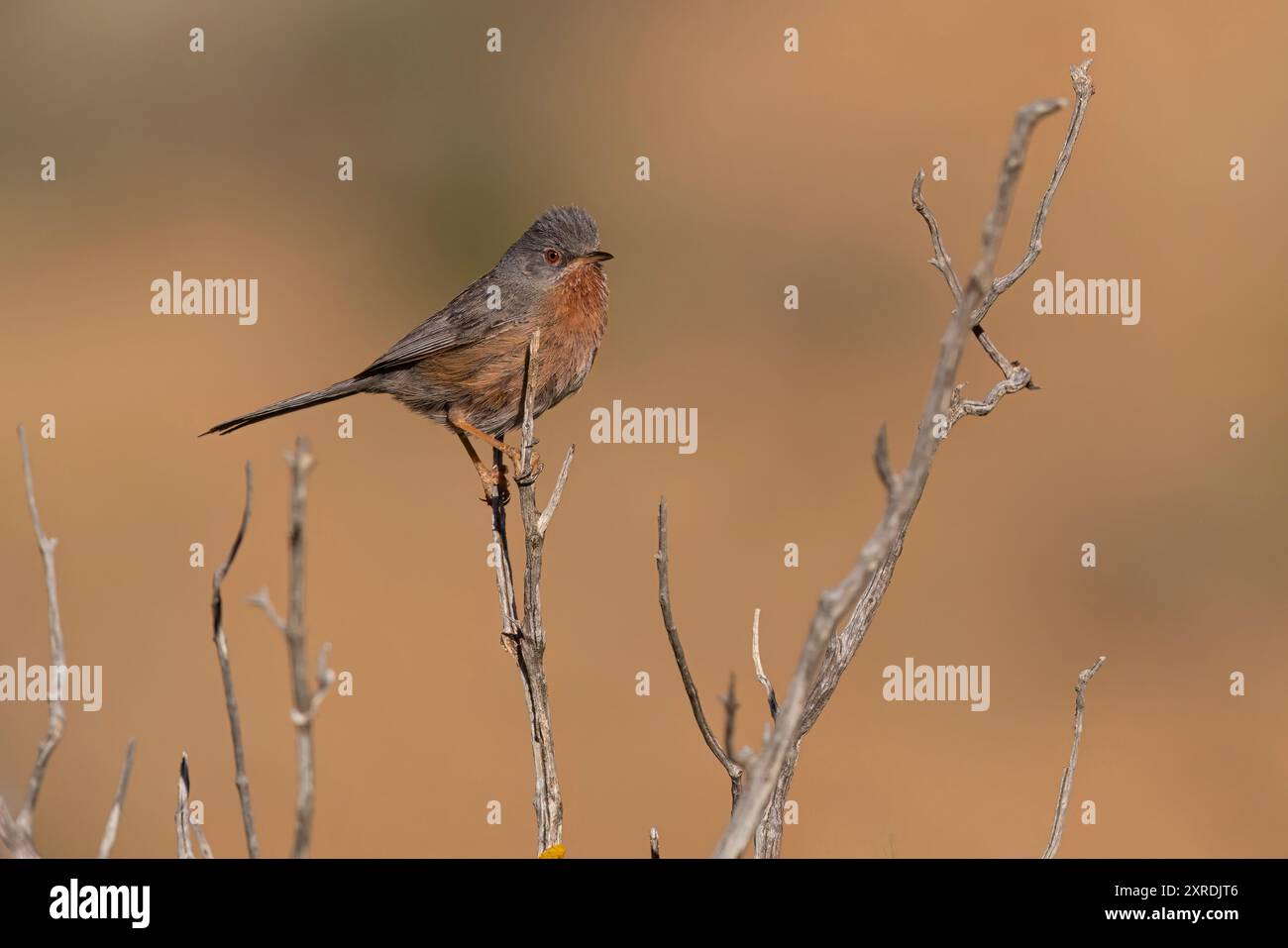 Dartford's Warbler, Hide El Hontanar, Comunidad Valenciana, Spain, May ...