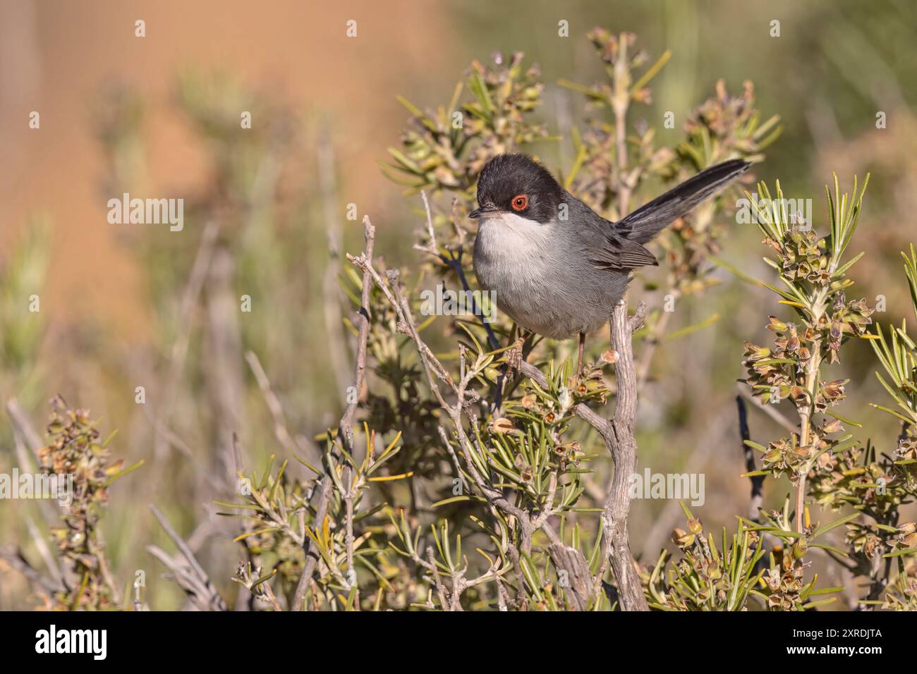 Sardinian Warbler, Hide El Hontanar, Comunidad Valenciana, Spain, May ...