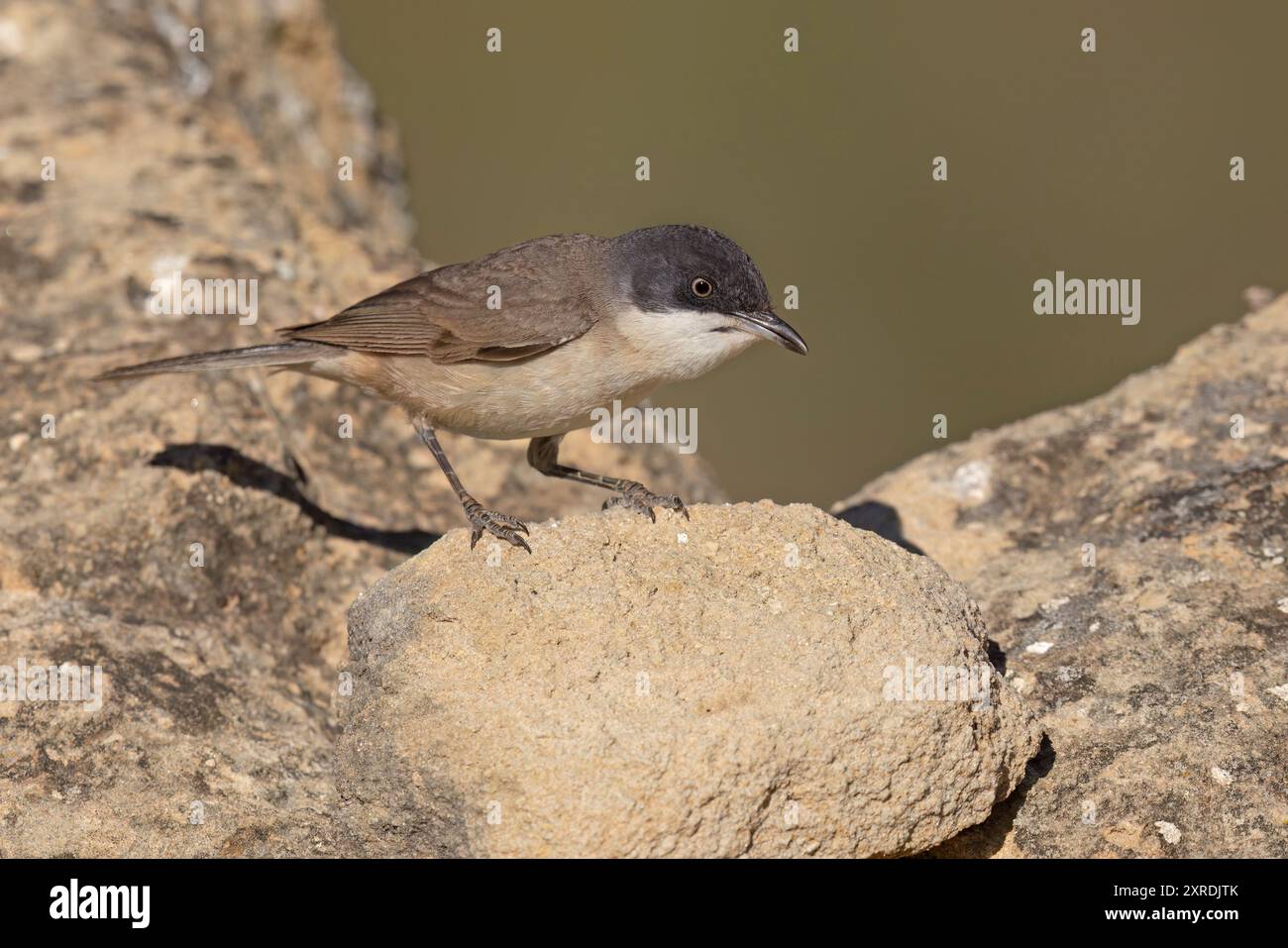 Western Orphean Warbler, El Hontanar hide, Spain, May 2024 Stock Photo ...