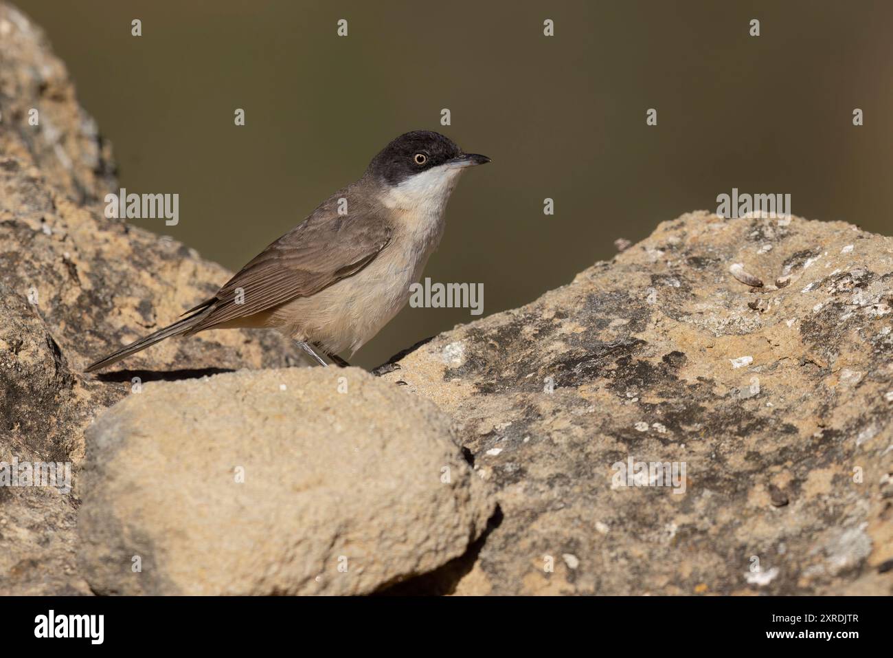 Western Orphean Warbler, El Hontanar hide, Spain, May 2024 Stock Photo ...