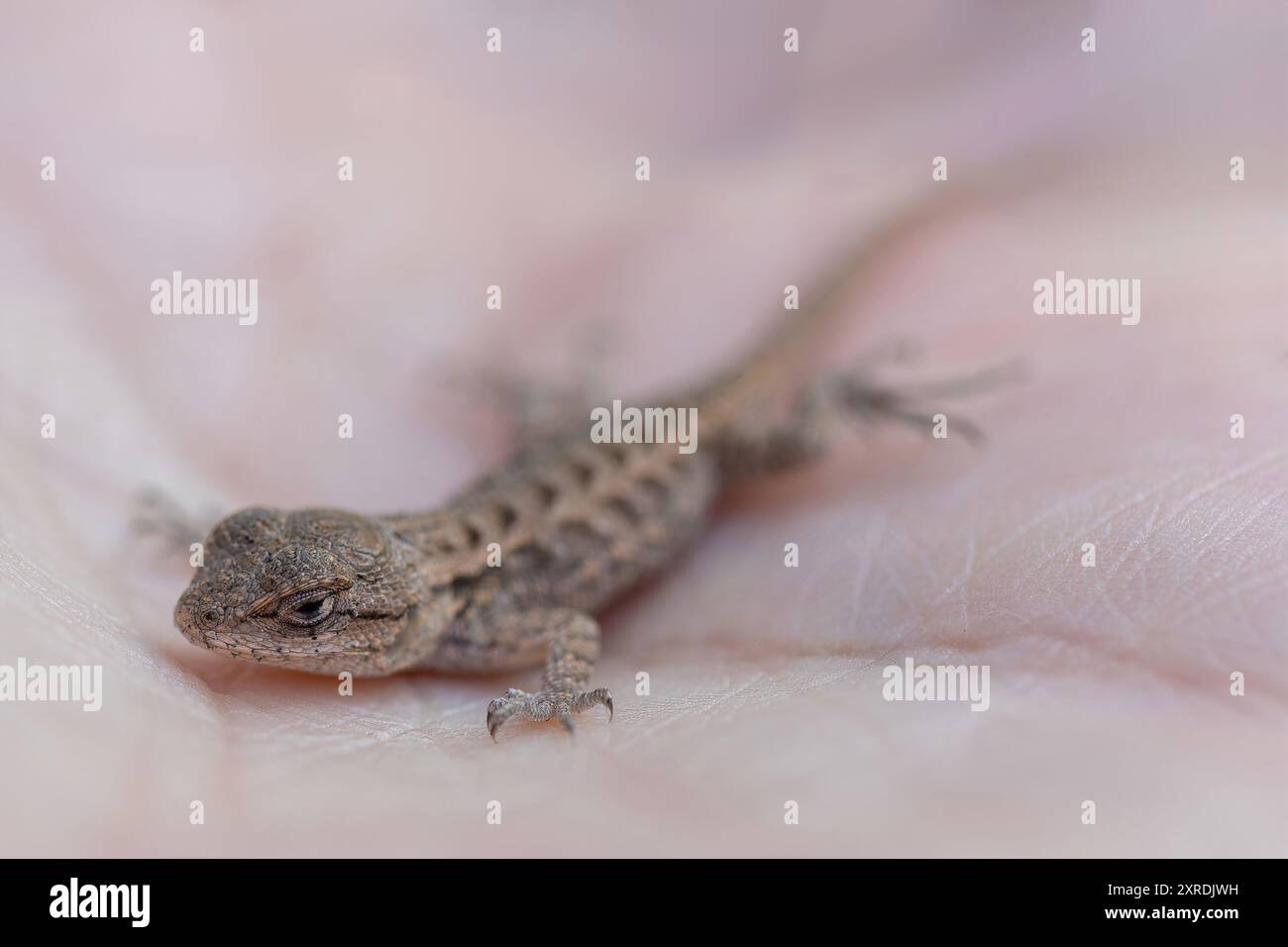 Baby western fence lizard sceloporus hi-res stock photography and ...