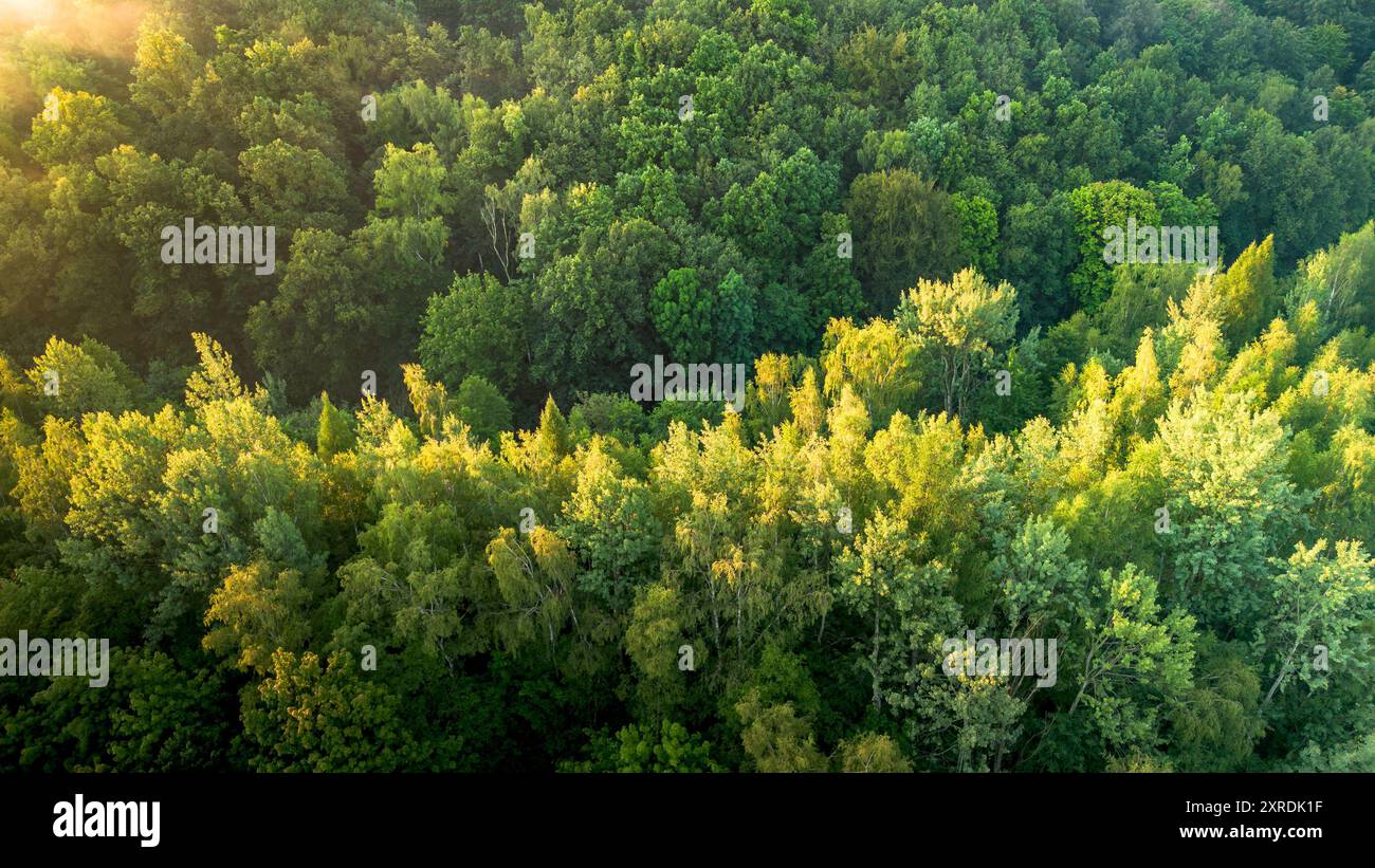 Aerial view of lush green forest with sunlight illuminating treetops in ...