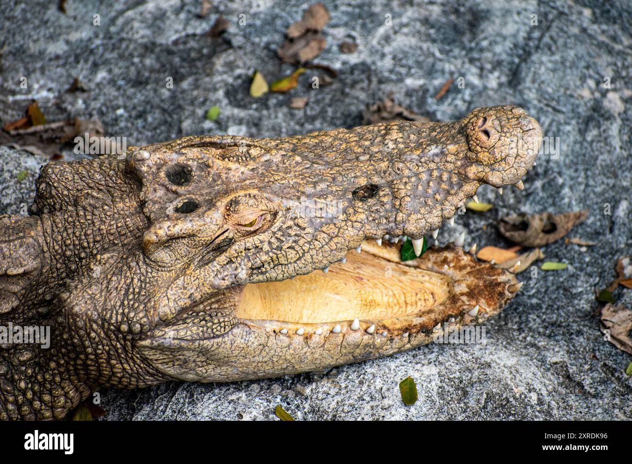 Crocodile bangkok zoo hi-res stock photography and images - Alamy