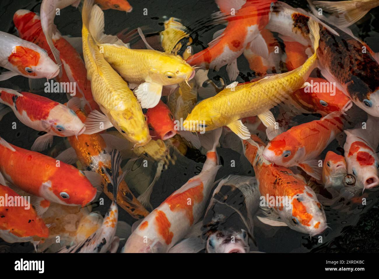 bunch of colorful Koi fish Stock Photo - Alamy
