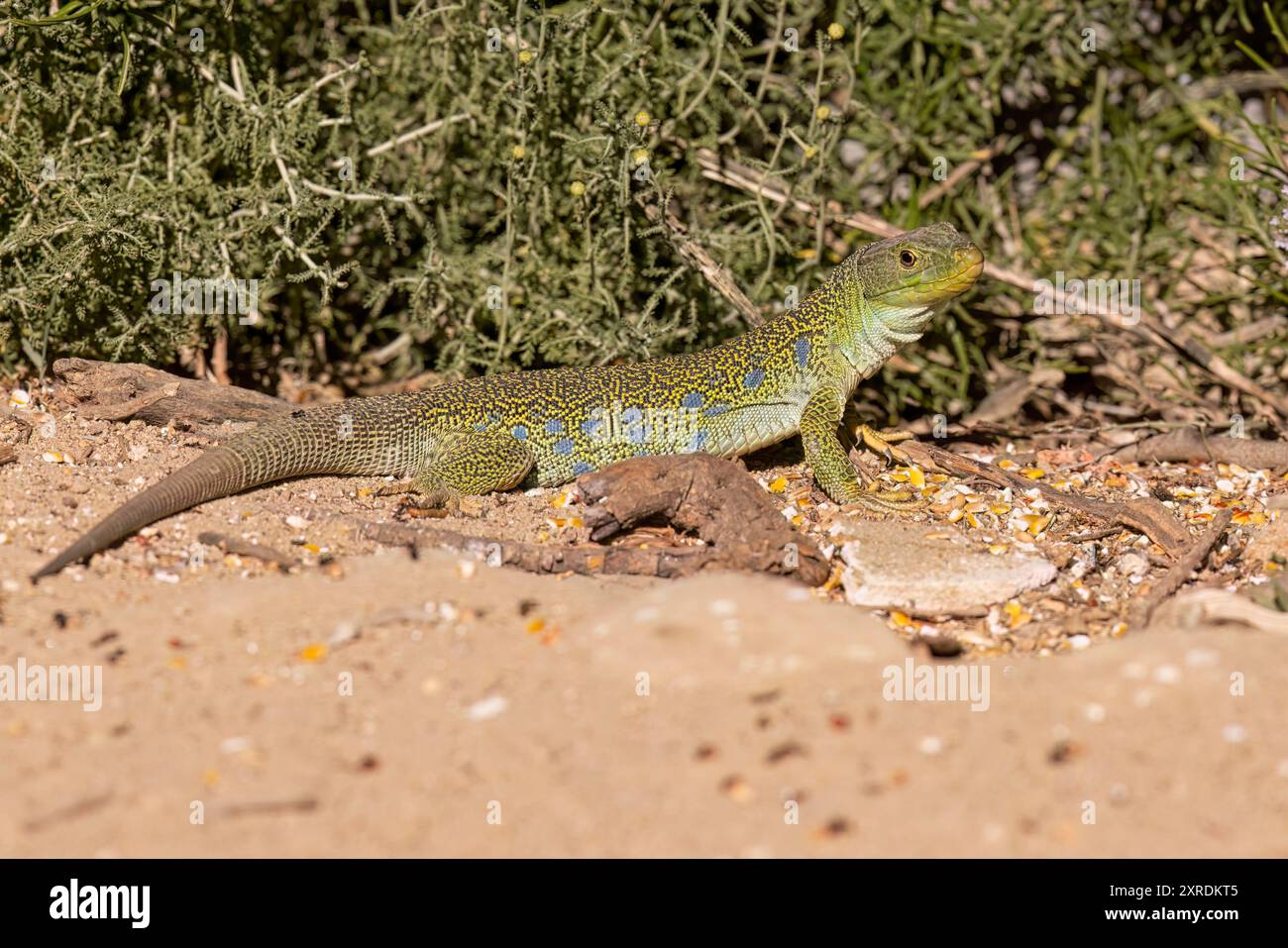 Ocellated Lizard, El Hontanar hide, Comunidad Valenciana, Spain, May ...