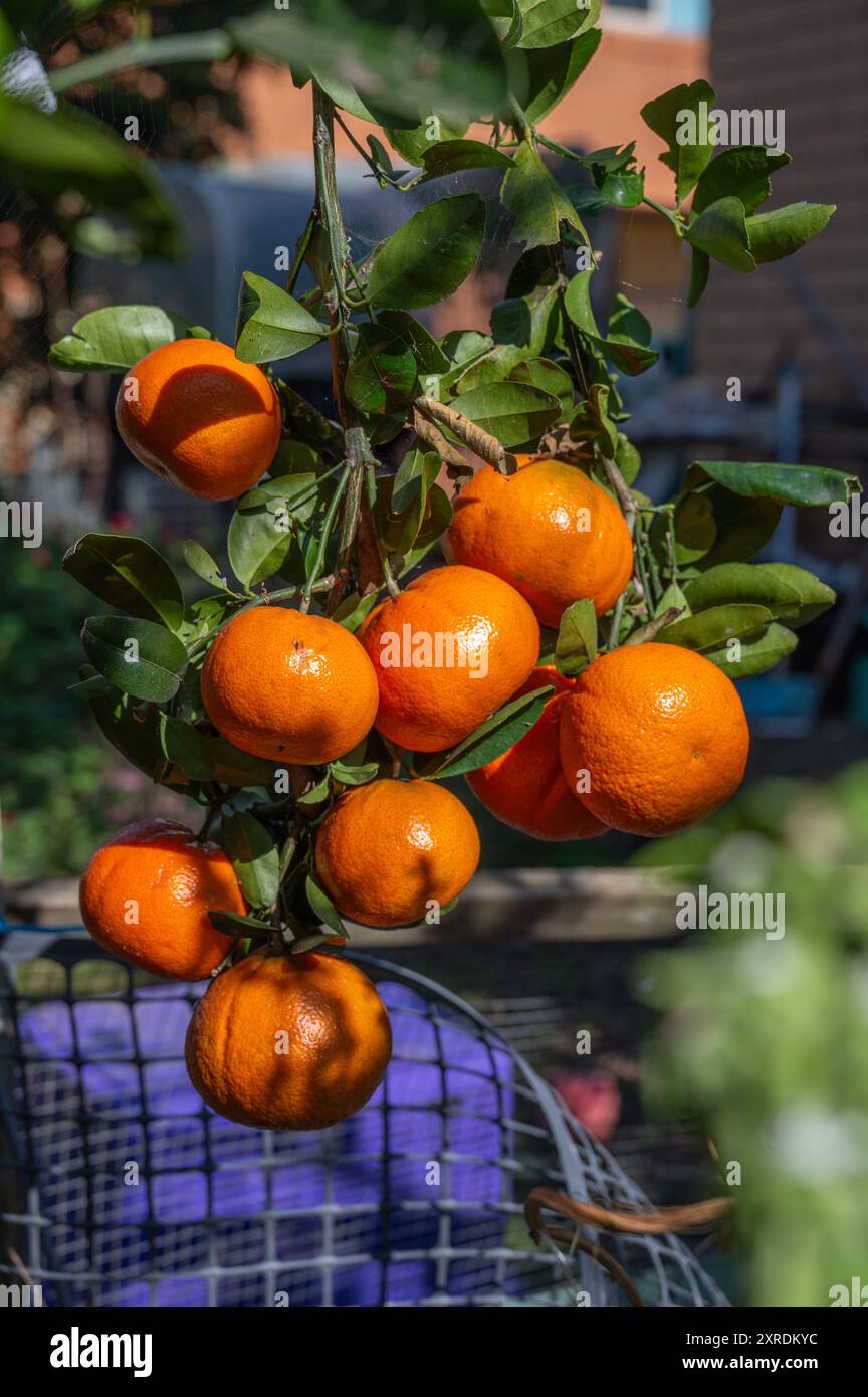 Ripe juicy mandarin hi-res stock photography and images - Alamy