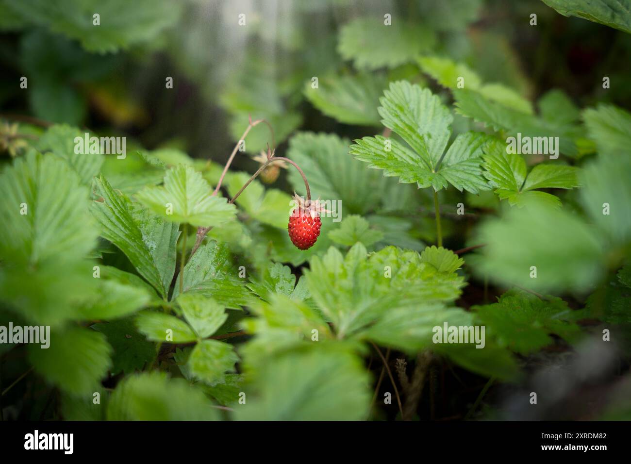 wild strawberry plants with red strawberry Stock Photo - Alamy