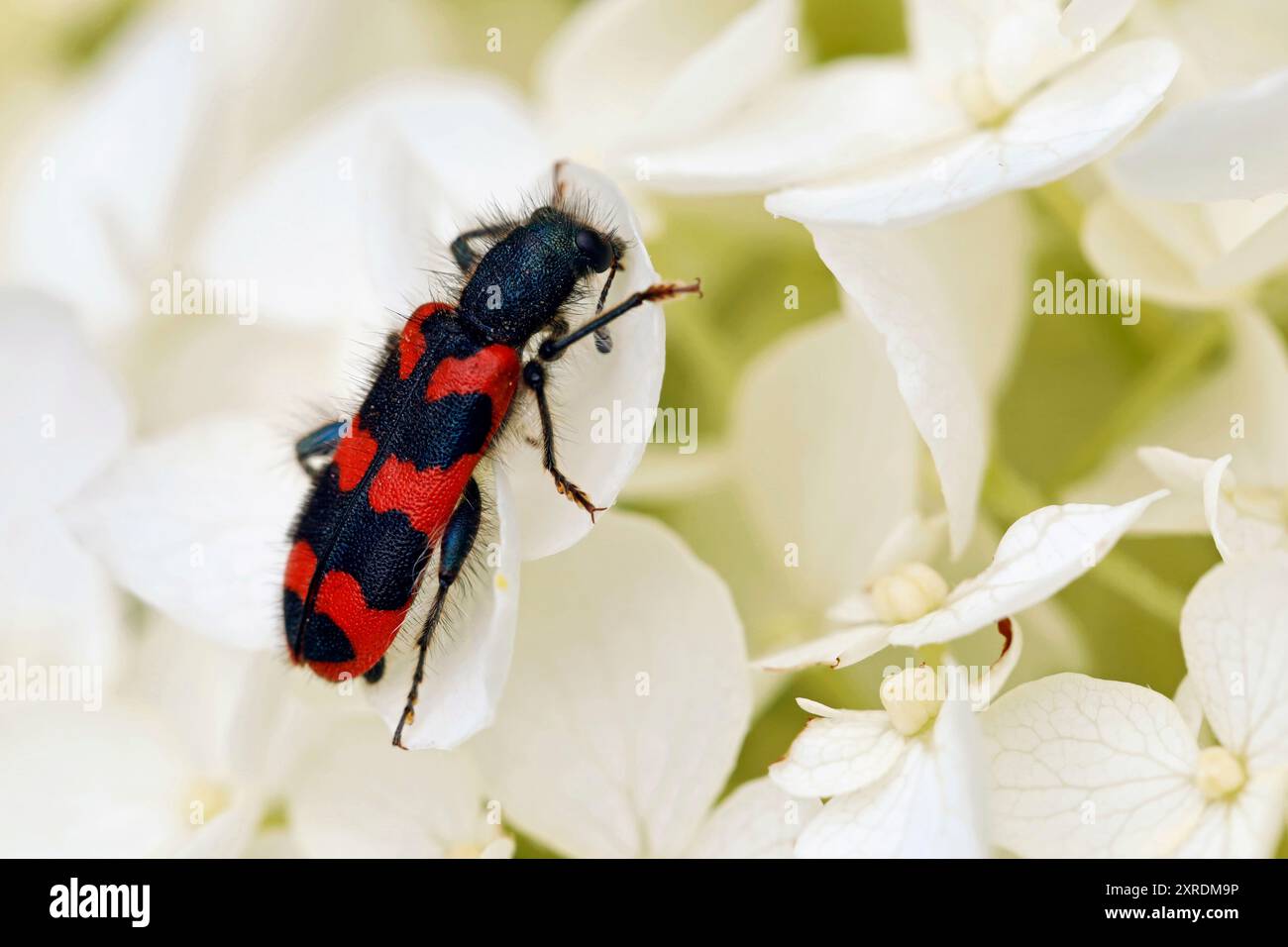 Close-up of a red and black checkered beetle, Trichodes alvearius, on ...
