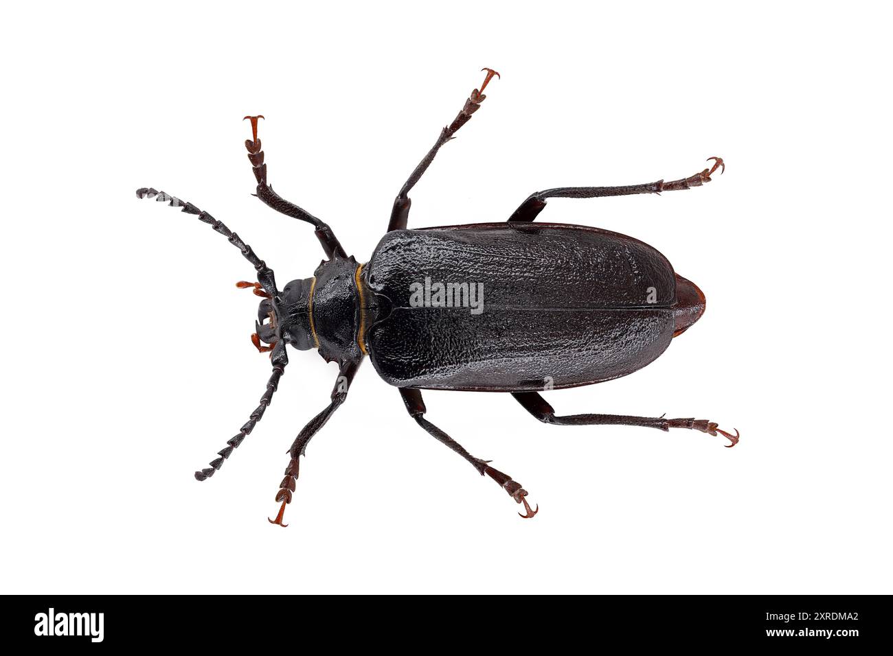 Black longhorn beetle, Prionus coriarius isolated on white background ...