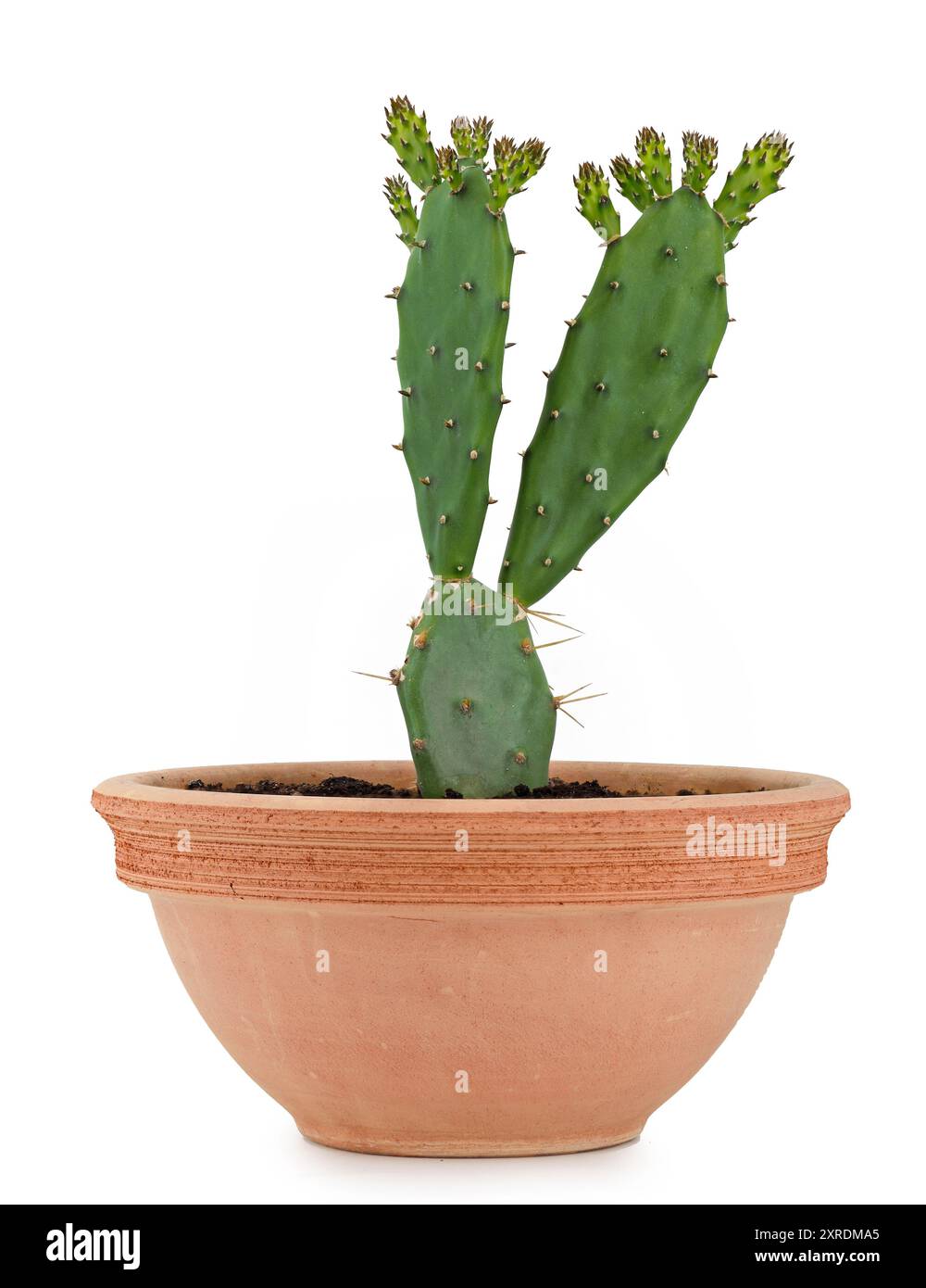 small cactus, opuntia vulgaris in terracotta flower pot isolated on ...