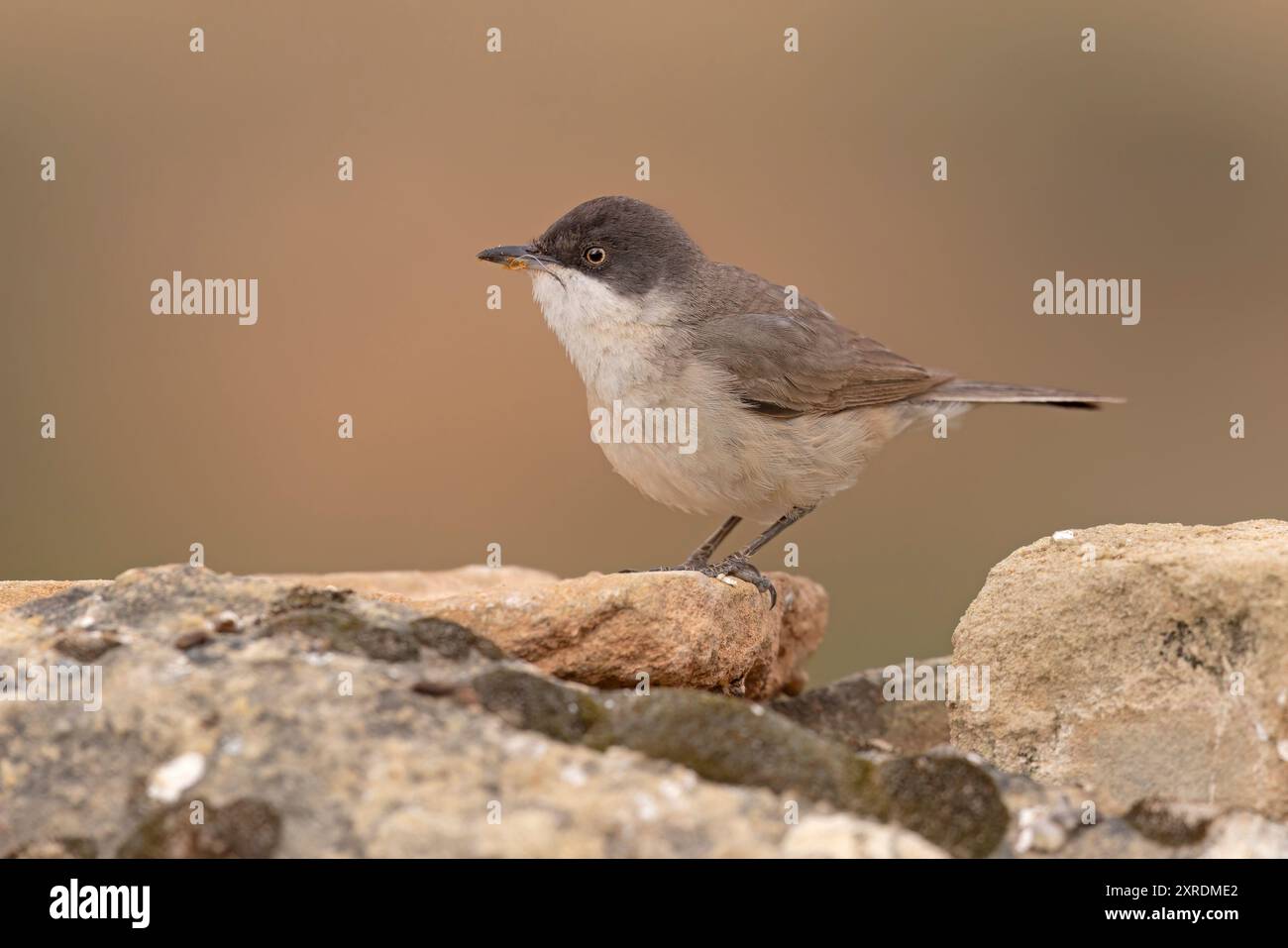 Western Orphean Warbler, El Hontanar hide, Spain, May 2024 Stock Photo ...