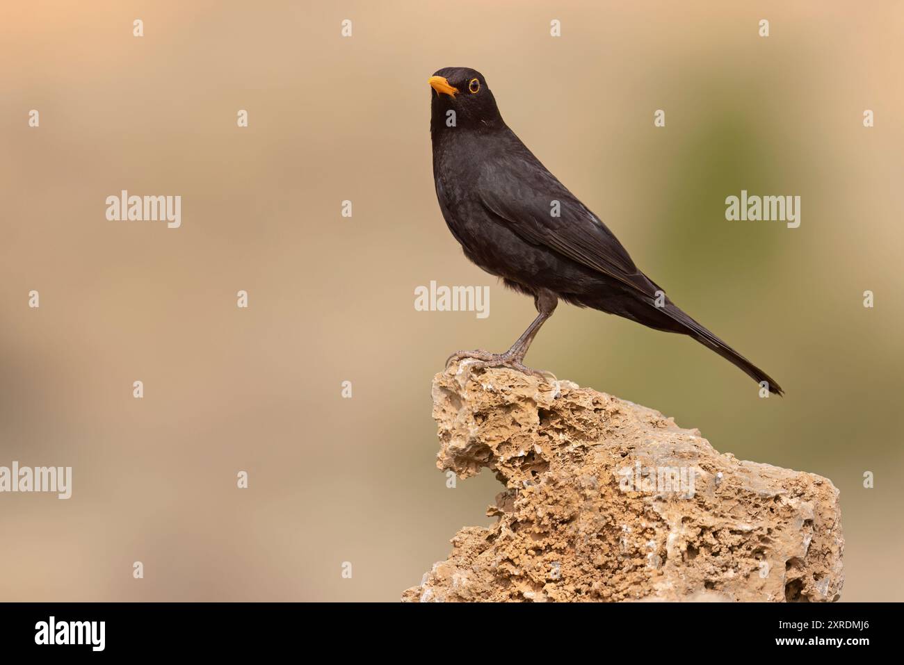 Hide el hontanar hi-res stock photography and images - Alamy