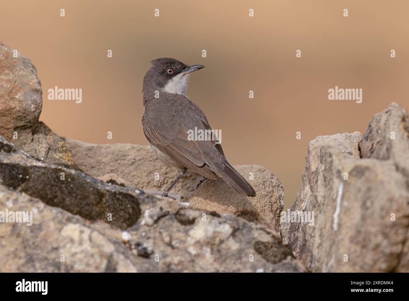 Western Orphean Warbler, El Hontanar hide, Spain, May 2024 Stock Photo ...