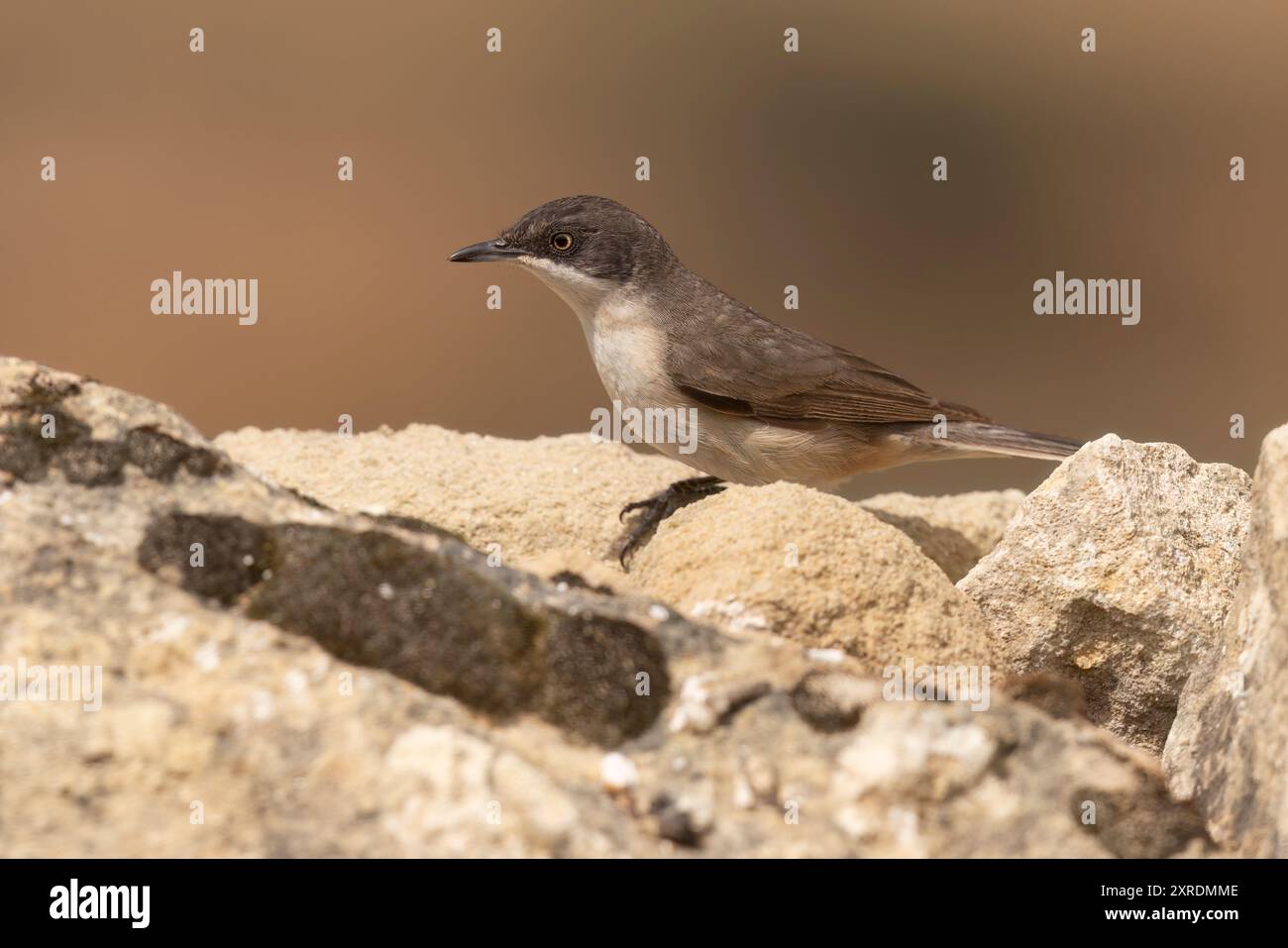 Western Orphean Warbler, El Hontanar hide, Spain, May 2024 Stock Photo ...