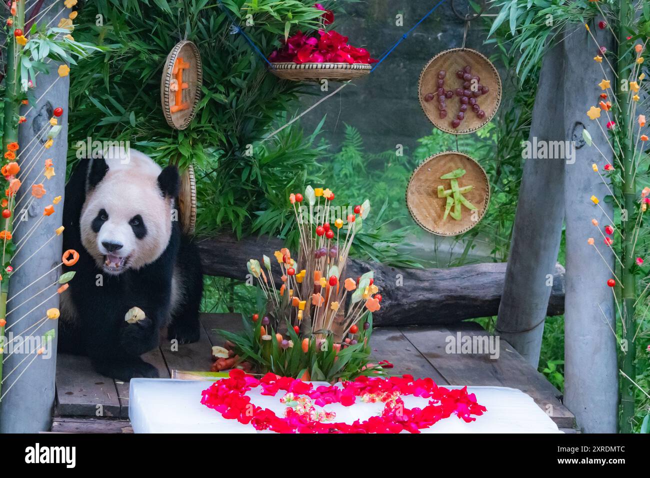 CHONGQING, CHINA - AUGUST 10, 2024 - Giant panda Er Shun celebrates her ...