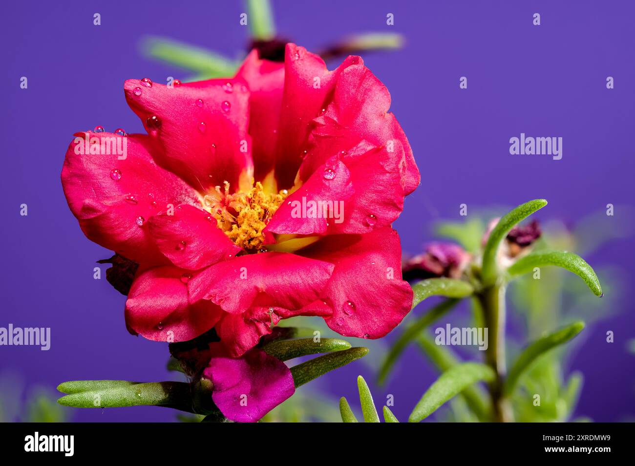 Beautiful Blooming red Portulaca grandiflora Happy Hour on a purple ...