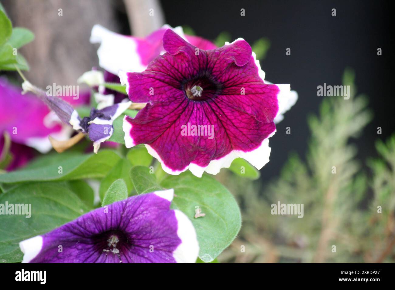 Common garden petunia (Petunia × hybrida) in Magenta colour : (pix ...
