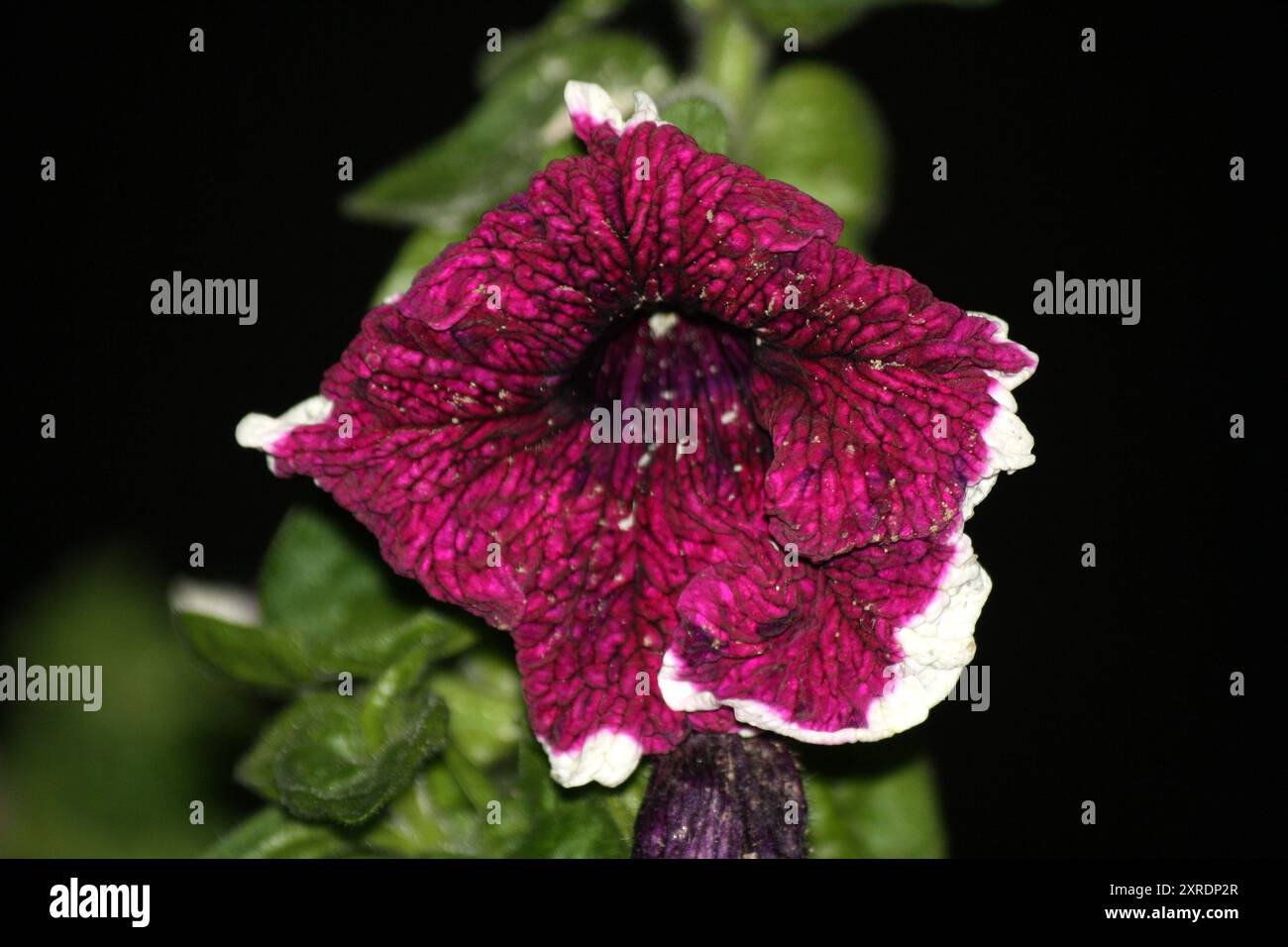 Common garden petunia (Petunia × hybrida) in Magenta colour : (pix ...