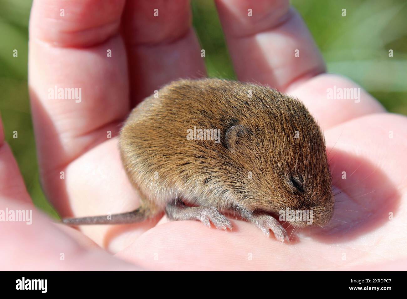 Young Field Vole a.k.a. Short-tailed vole Microtus agrestis Stock Photo ...