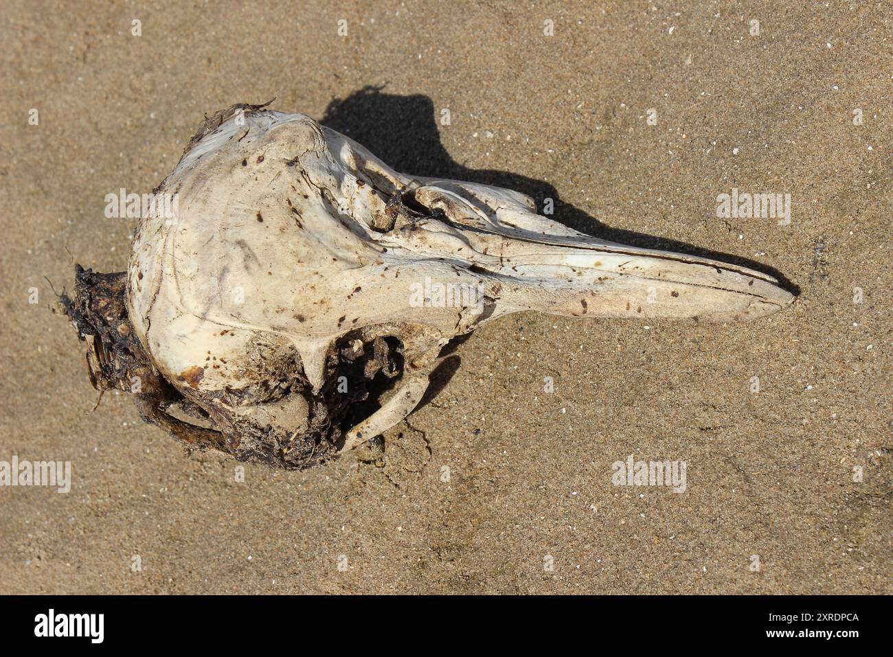 Harbour Porpoise Phocoena phocoena Skull Stock Photo - Alamy