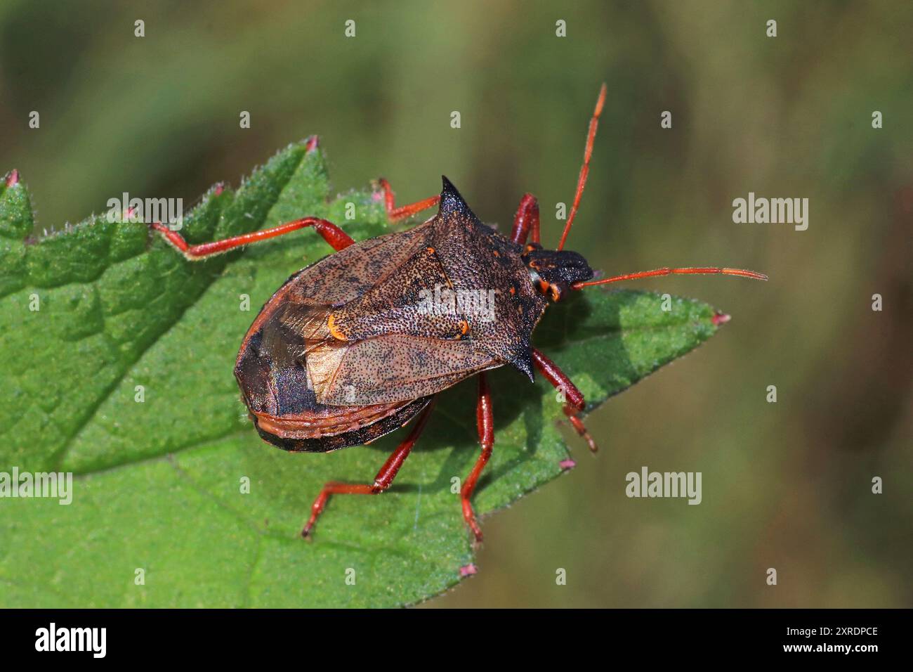 Spiked Shieldbug Picromerus bidens Stock Photo - Alamy