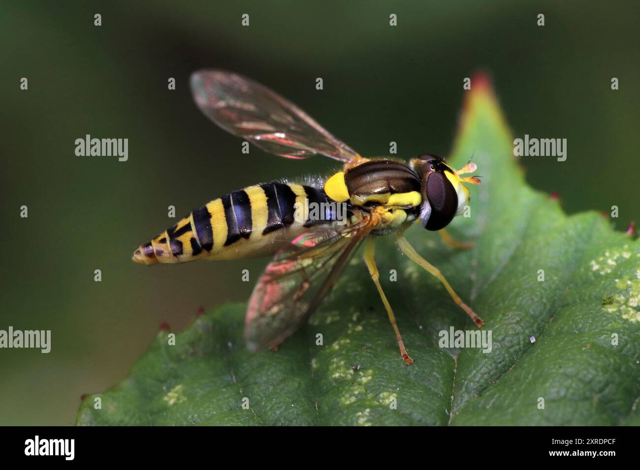 Long Hoverfly - Sphaerophoria scripta - female Stock Photo - Alamy