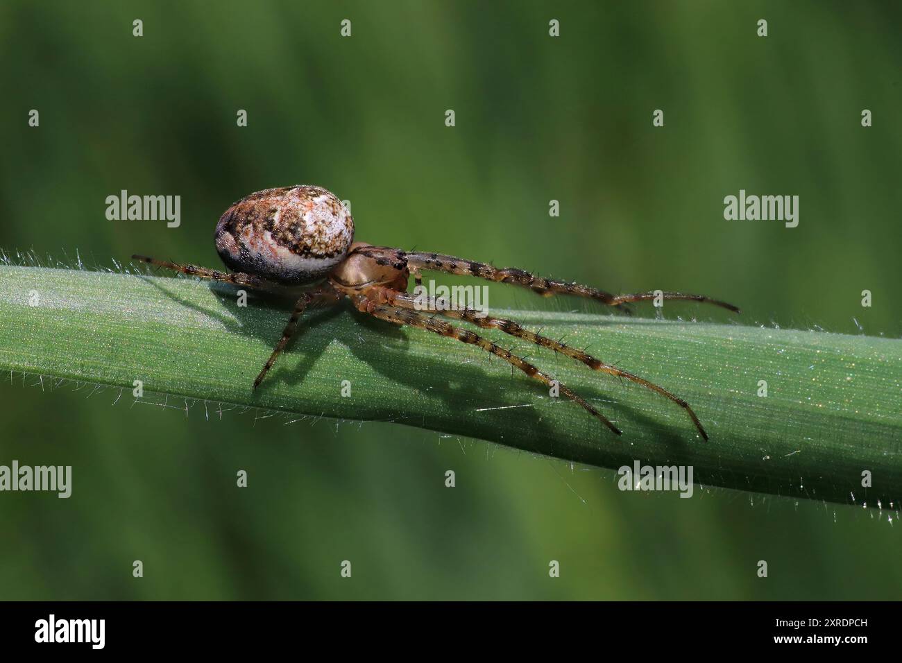 Lesser Garden Spider - Metellina segmentata Stock Photo - Alamy