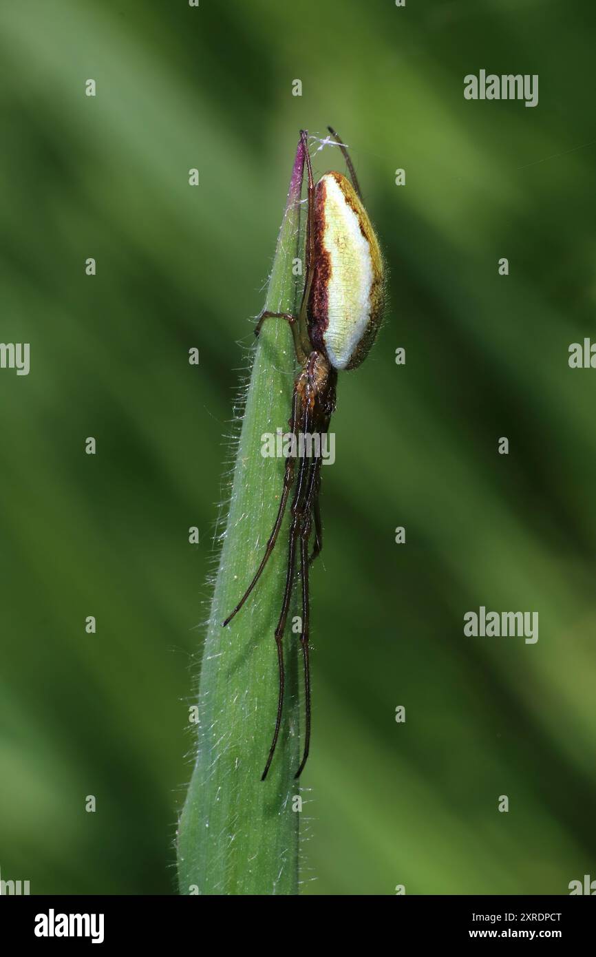 Common Stretch-spider Tetragnatha extensa Stock Photo - Alamy