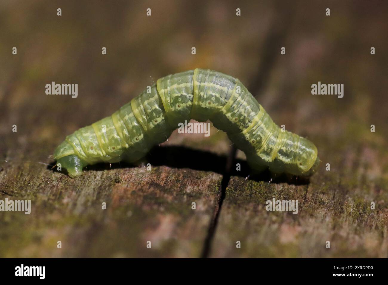 Winter Moth Operophtera brumata caterpillar Stock Photo - Alamy