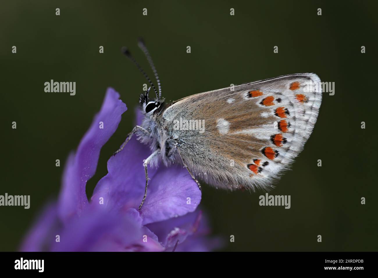 Northern Brown Argus - Aricia artaxerxes ssp.artaxerxes Stock Photo - Alamy