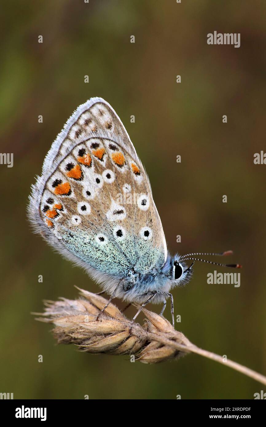 Common Blue Polyommatus icarus Stock Photo - Alamy