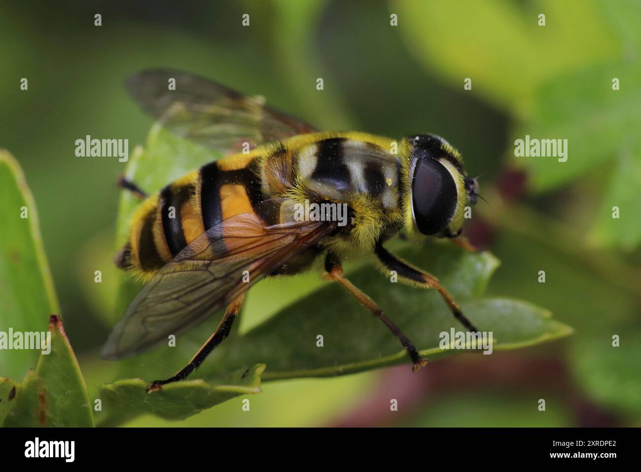 Batman Hoverfly Myathropa florea Stock Photo - Alamy