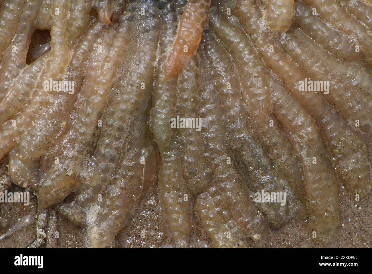 Common Squid Eggs Loligo vulgaris Washed up on Beach - Close Up Stock ...