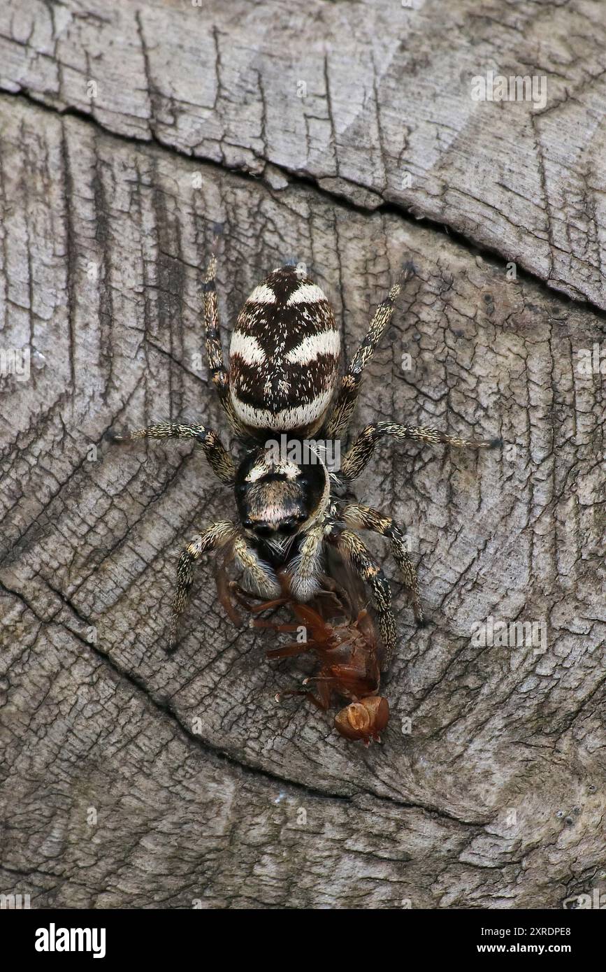 Zebra Spider (Salticus scenicus) with prey Stock Photo - Alamy