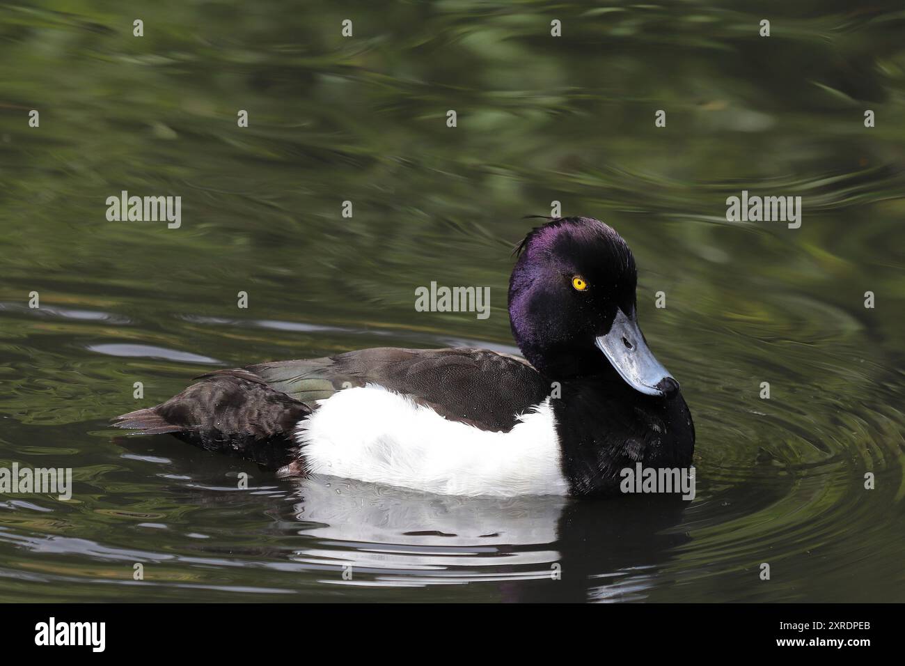 Tufted Duck Aythya fuligula - male Stock Photo - Alamy