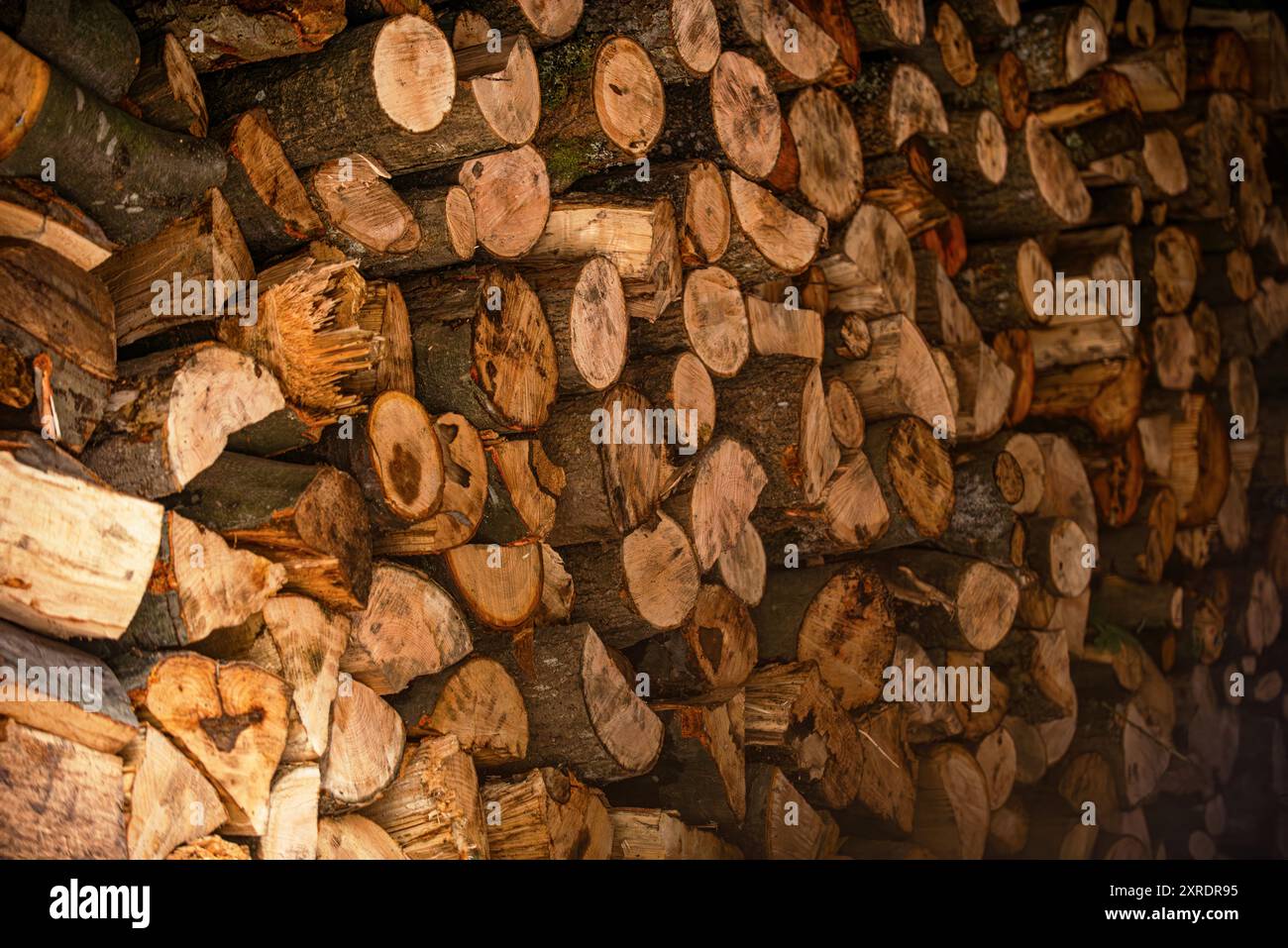 Pile of wood logs. Round teak wood trees circle stumps cutted group ...